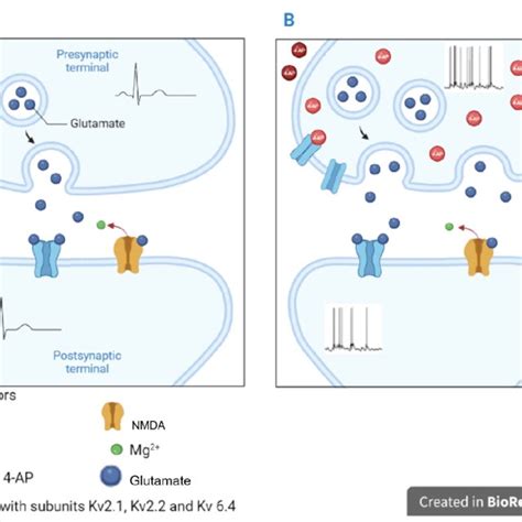 A Under Physiological Conditions Electrical Stimulation Of The