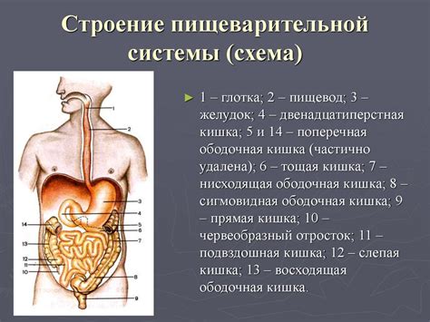 Анатомия и физиология органов полости рта глотки и пищевода презентация онлайн