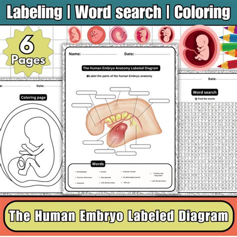The Human Embryo Anatomy Labeled Diagram Worksheets Word Search Coloring Page
