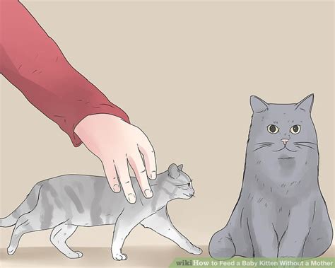 How To Feed A Baby Kitten Without A Mother With Pictures