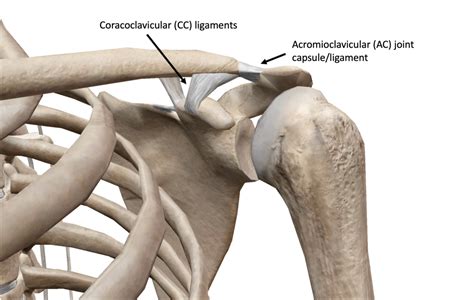 Acromio Clavicular Joint Injury Chadstone Region Osteopathy