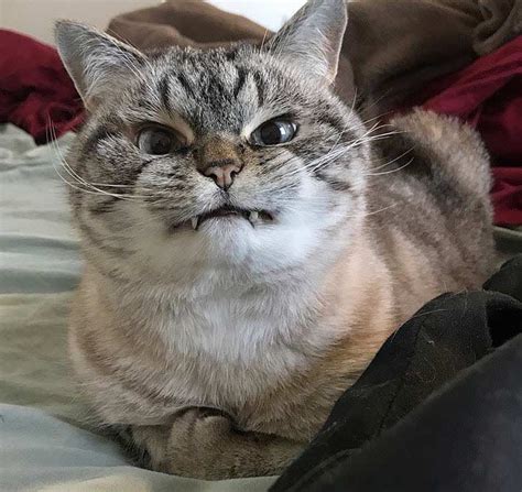 30 Pictures Of The Worlds Angriest Cats Ever We Love Cats And Kittens
