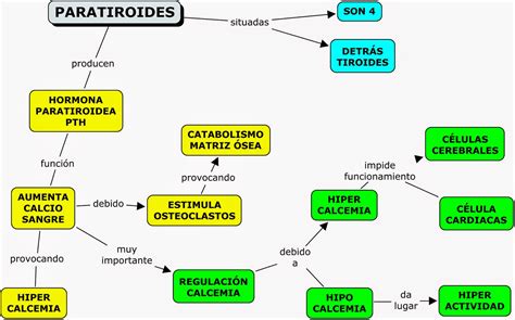 Mapa Conceptual Sistema Nervioso Y Endocrino Kulturaupice Porn Sex My