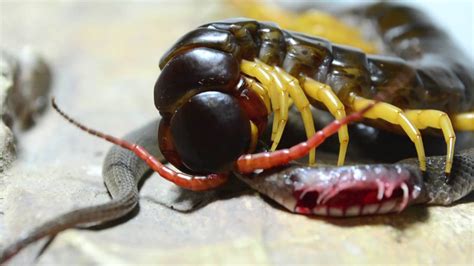 Eating Giant Centipede