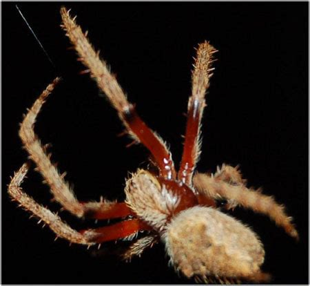 Sexual Paradox In Spiders