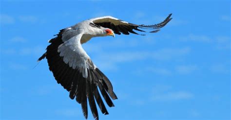 Secretary Bird Flight 60 Photos