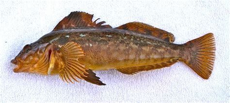 Greenling