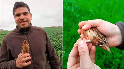 Comienzan A Llegar Las Codornices A España Así Han Anillado La Primera Del Año Con El Proyecto