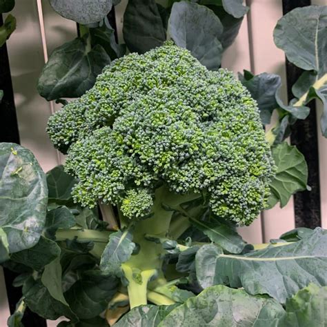 Hydroponic Broccoli Seed To Harvest Trials Zipgrow Inc