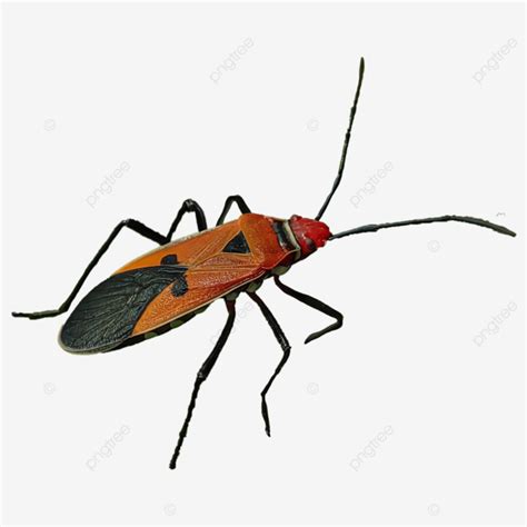 Cute Bug Free Image Dysdercus Red Bug Dysdercus Cingulatus Png