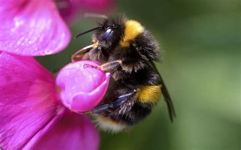 Bumblebee Insect Wallpapers Wallpaper Cave