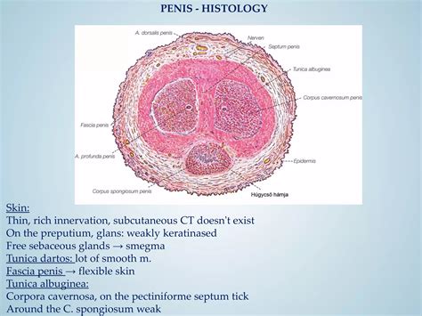 Morphology And Histology Of The Penis 2019 Ed Ld Pdf