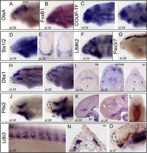 Developmental Expression Of Regionalization And Tissue Patterning Genes Download Scientific