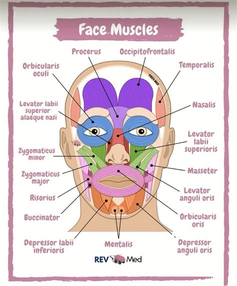 Best 13 Facial Muscles And Their Functions Guide Printable Instant