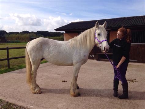 My Girly🐴 Horses Animals Girly