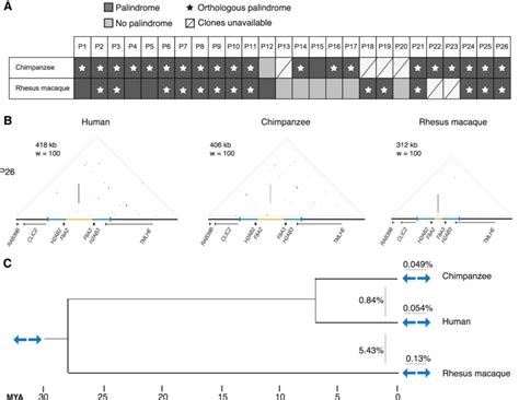 conservation of x chromosome palindromes across primates a