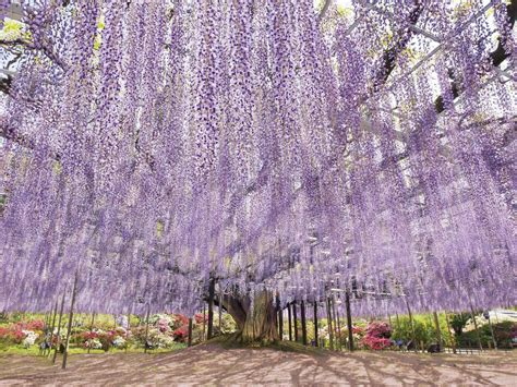 Ashikaga Flower Park A Tale Of The Wisteria