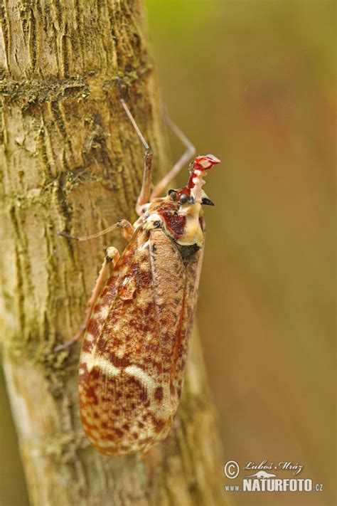 Lantern Bug Photos Lantern Bug Images Nature Wildlife Pictures