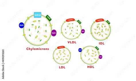 Lipoproteins [hdl Ldl Chylomicrons Vldl Idl] Stock Vector Adobe Stock