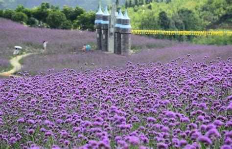 长寿紫耘花海景区 长寿紫耘花海 大山谷图库