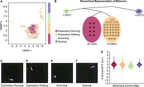 Vame Reveals Four Distinct Behaviors During Open Field Exploration A Download Scientific