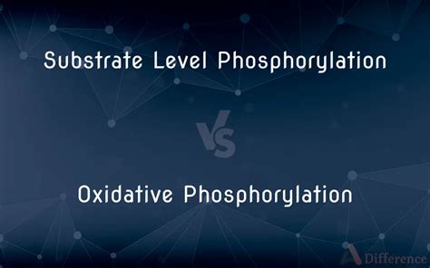 Substrate Level Phosphorylation Vs Oxidative Phosphorylation Whats