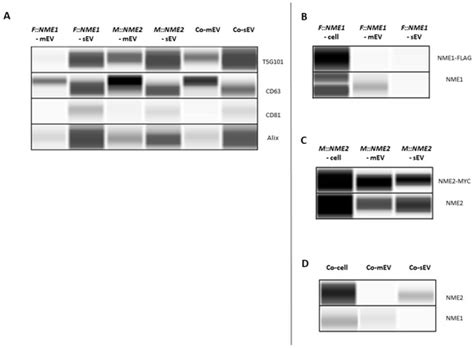 Cancers An Open Access Journal From MDPI