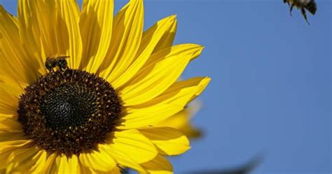 Eu Backs Pesticide Limits To Protect Bees Daily Liberal Dubbo Nsw