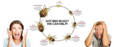 Combination Treatments For Complete Removal Of Bug Infestations By