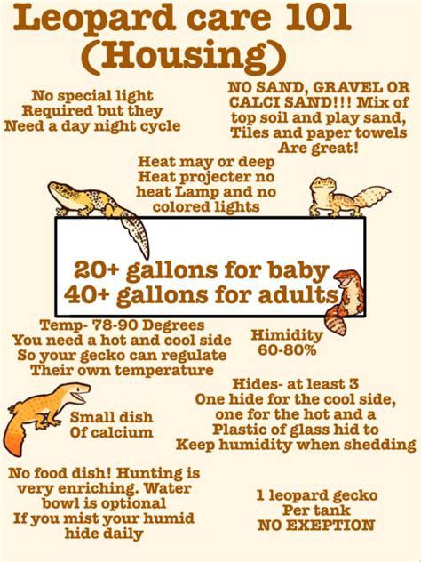 Leopard Gecko Care Artofit