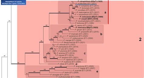 Phytophthora Multibullata Idphy