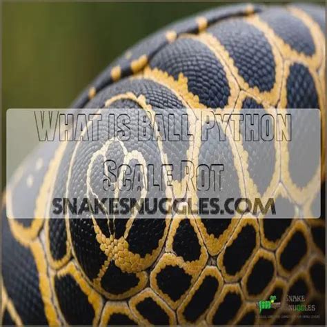 Ball Python Scale Rot Causes Symptoms And Treatment Tips