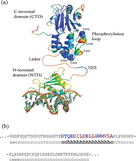 a structures of the dna binding n terminal domain [1t2k 7 ] and