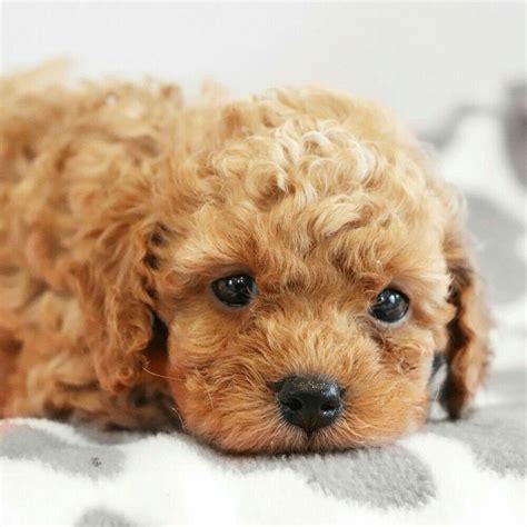 Pin By Emily Behnke On Cuteness Overload Cockapoo Puppies Cute