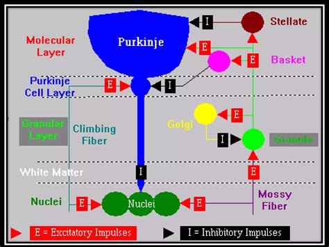 Neural Circuit Of Cerebellum Pptx