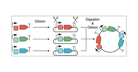 A Framework For The Modular And Combinatorial Assembly Of Synthetic Gene Circuits Acs