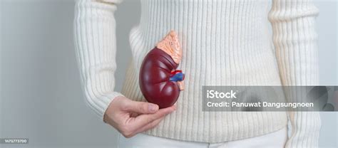 해부학적 인간 신장 부신 모델을 들고 있는 여성 비뇨기계 및 결석의 질병 암 세계 신장의 날 만성 신장 및 장기 기증자의 날