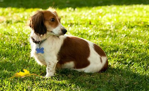 Red Piebald Long Hair Mini Dachshund