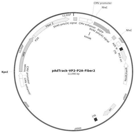 一种重组腺病毒质粒、制备方法和重组腺病毒