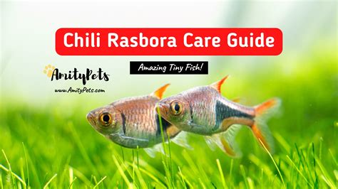 Chili Rasbora Care Guide At Nancy Guzman Blog