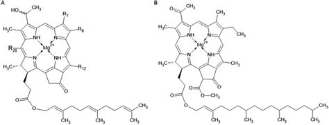 Bacteriochlorophyll Coloring Pages [2025]