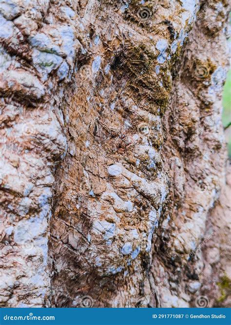 Brown Wood Bark Surface Texture Stock Image Image Of Background