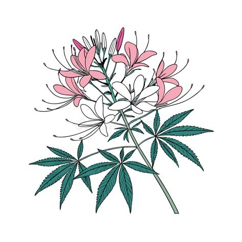 Artistic Cleome Houseplant With Bold Outline Stock Image Illustration