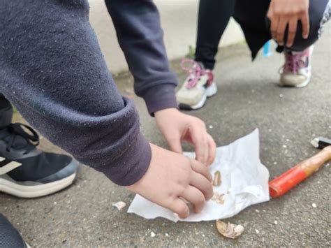 La Fossilisation En Cm1 Cm2 B