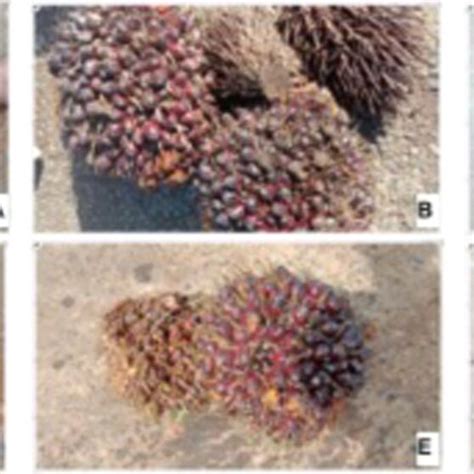 Pdf Annotated Datasets Of Oil Palm Fruit Bunch Piles For Ripeness Grading Using Deep Learning