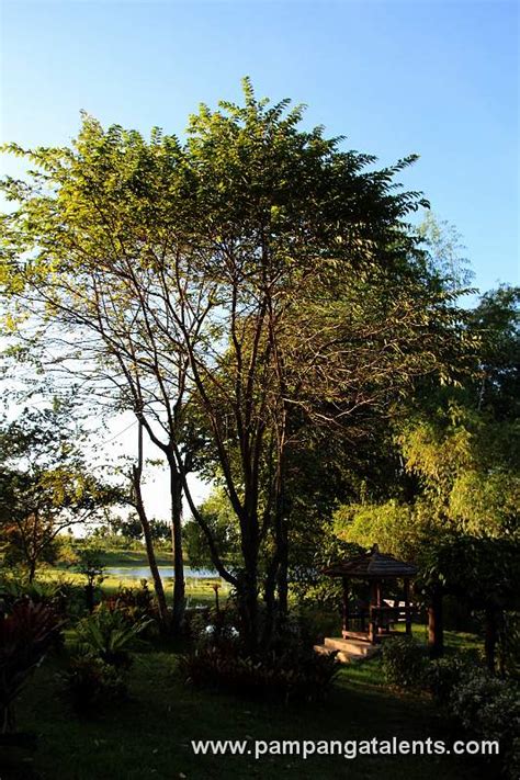 Kamuning Tree