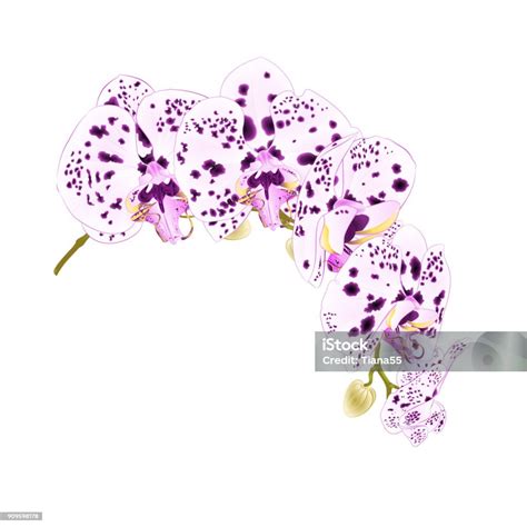 아름 다운 고립된 Phalaenopsis 난초 꽃과 꽃 봉 오리는 흰색 배경 빈티지 벡터 근접 촬영 편집 가능한 그림 편집에 보라색과 흰색 줄기 도트 가시에 대한 스톡 벡터
