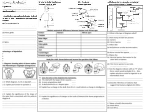 Solution 11 3 Human Evolution One Pager Studypool
