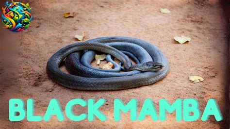 Black Mamba Natures Deadliest Serpent