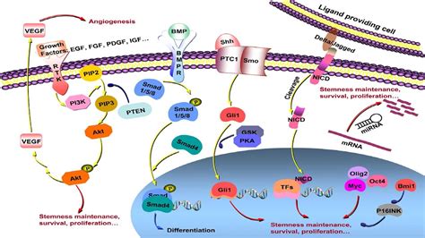7 Cell Survival Signaling Pathways Growth Factors Cellular Response